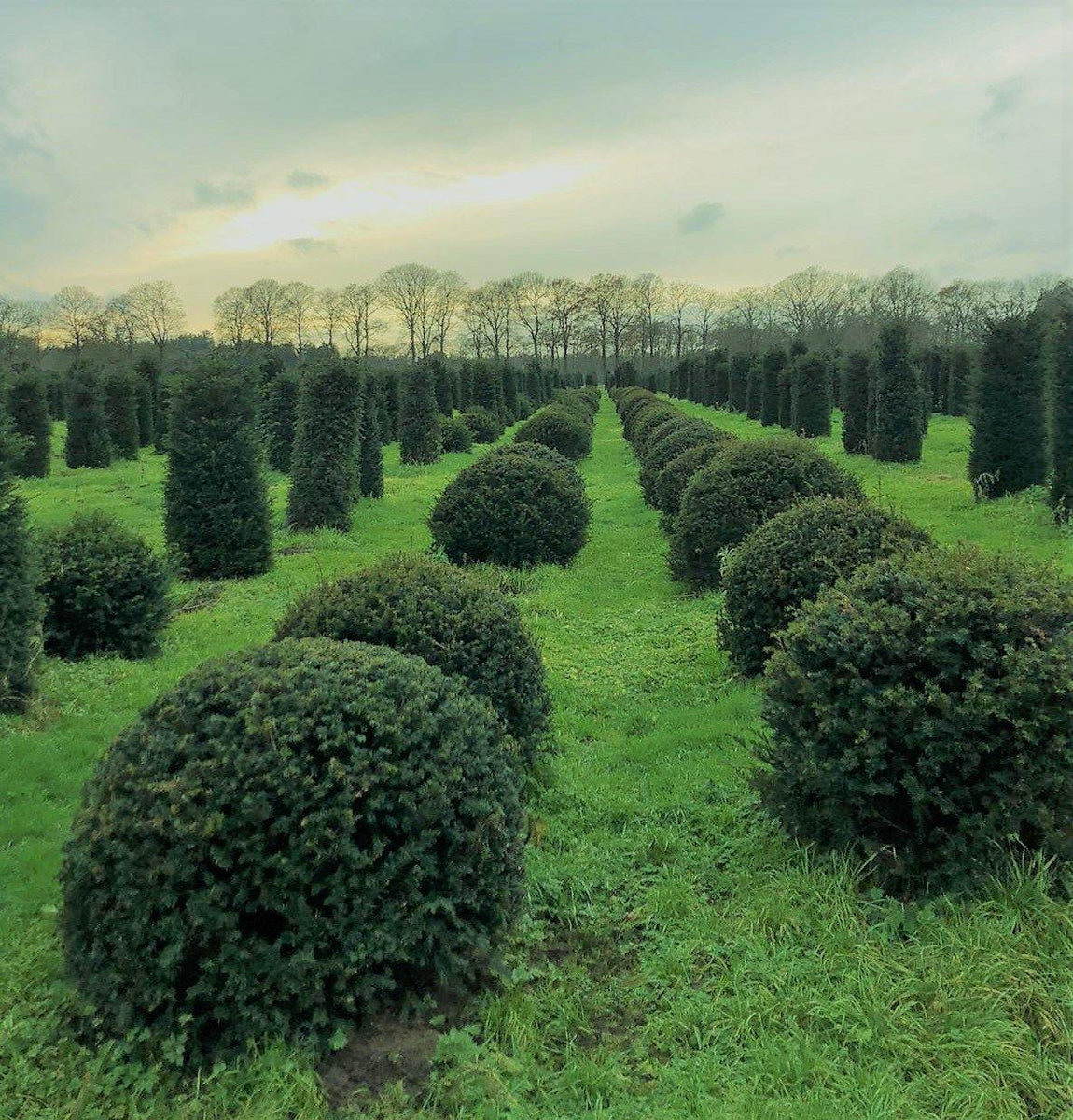 Taxus Baccata vormplanten – Plant Delivery