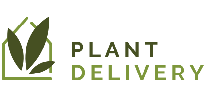 Taxus Baccata kegel – Plant Delivery